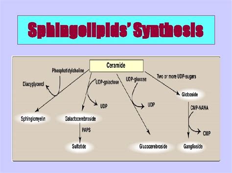 Sphingolipids And Myelin Structure By Amr S Moustafa