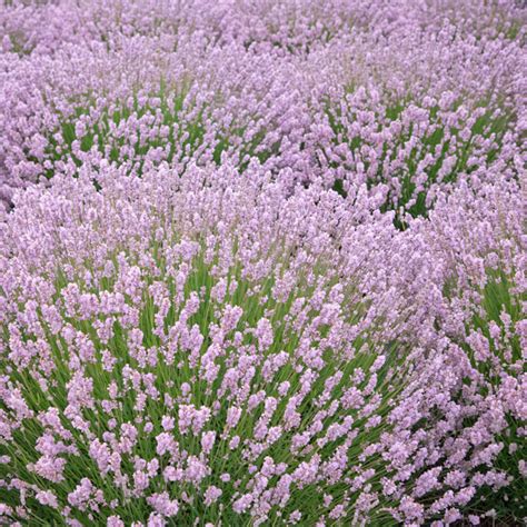 Lavender Pink Garden Express