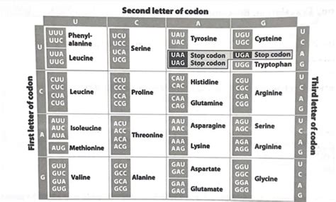 Transcription Translation And The Genetic Code Practice Problems Flashcards Quizlet