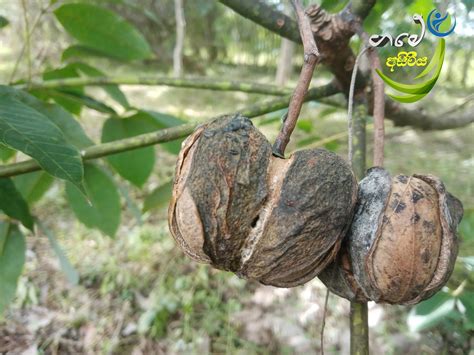 ගමේ අසිරිය රබර් ඇට👌