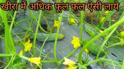 खीरा की खेती में फूल फल बढ़ाने का उपाय Khira Ki Kheti Me Flower