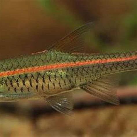 How Many Scissortail Rasbora Should I Have Diy Seattle