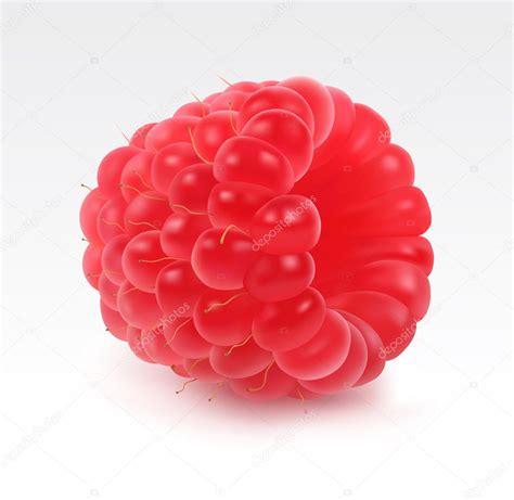 Raspberry — Stock Vector © V Ryabinina 5405325