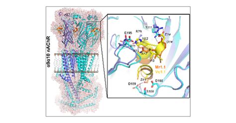 Acetylcholine Receptor Structure