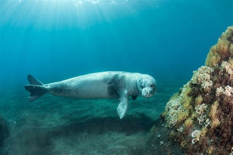 Worlds Rarest Seal Finds Refuge On Notorious Greek Prison Island