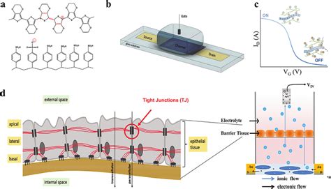The Oect And Its Application As An Impedance Sensor A Molecular Download Scientific Diagram