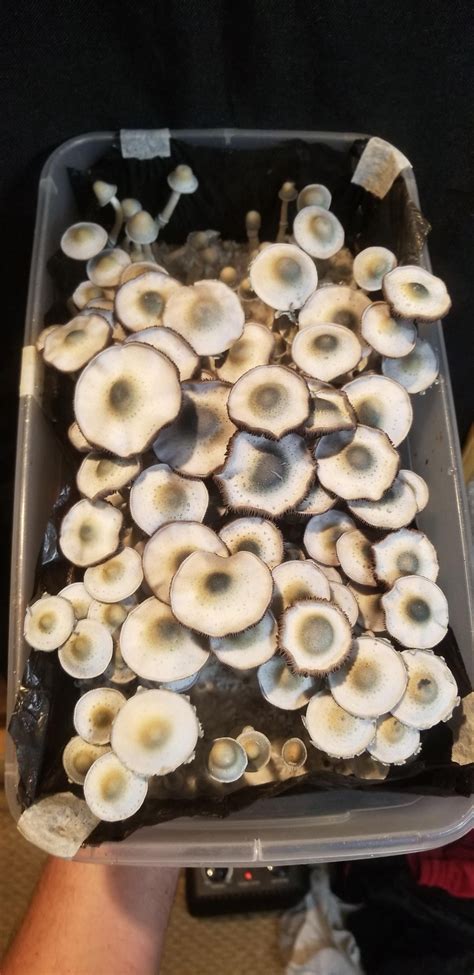 Yellow Umbo R Magnificentcubensis