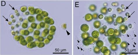 Scientists Discover The First Known Algae Species With Three Distinct Sexes Sciencealert