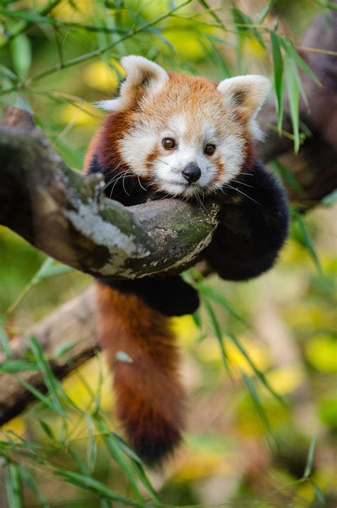Pandas Copy Basang Data