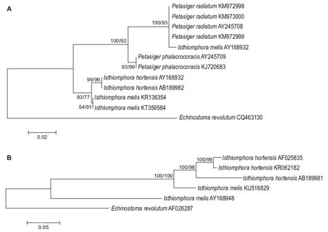 Phylogenetic Tree Resulting From Maximum Likelihood ML And Bayesian