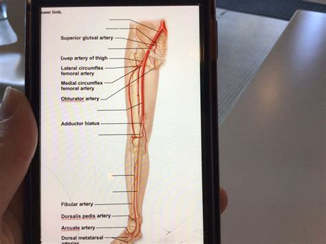 Leg Arteries Diagram Quizlet