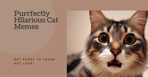 Grumpy Cat Memes Taylor Swift