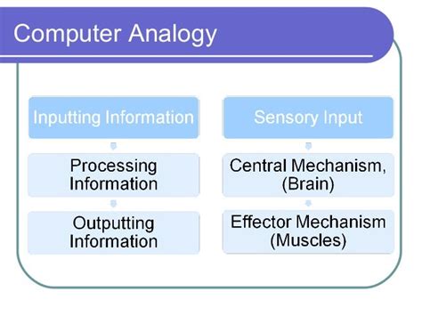 A Level Pe Info Processing Memory And Reaction Time