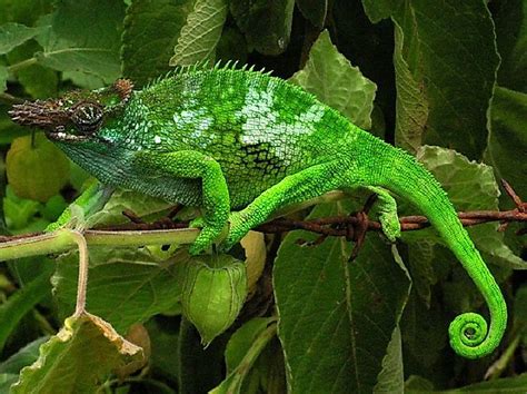 Native Reptiles Of Tanzania
