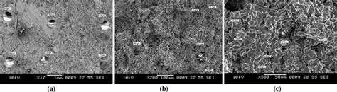 Sem Micrograph Of Ha β Tcp Scaffold Showing A Macropores 17× B Download Scientific Diagram