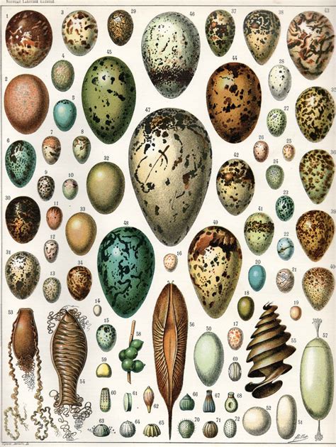 Different Types Of Eggs Chart 18 X28 45cm 70cm Poster
