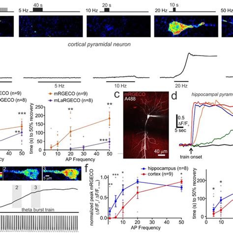 The Coupling Between Activity And Mitochondrial Ca²⁺ Loading In
