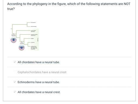 Solved According To The Phylogeny Below Which Of The