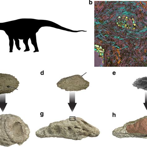 Pdf Sauropod Dinosaur Osteoderms From The Late Cretaceous Of Madagascar