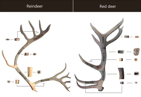 Types Of Deer Antlers