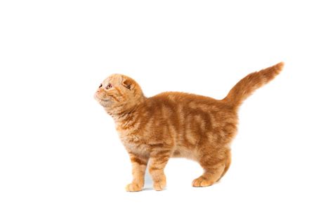 스코틀랜드 배 작은 귀와 흰색 고립 된 배경에 큰 전체 길이 눈 줄무늬에 짧은 머리 붉은 색의 아기 고양이 고양이 새끼에 대한 스톡 사진 및 기타 이미지 Istock