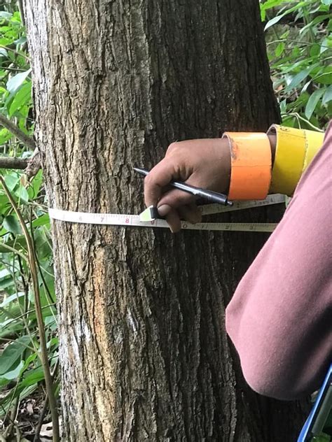 Tree Risk Assessment Bloom Tree Trimming Service Stockton CA