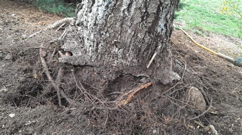 Root And Trunk Girdling