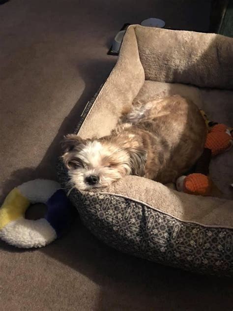 Buddy Doing A Squish R Squishypuppers