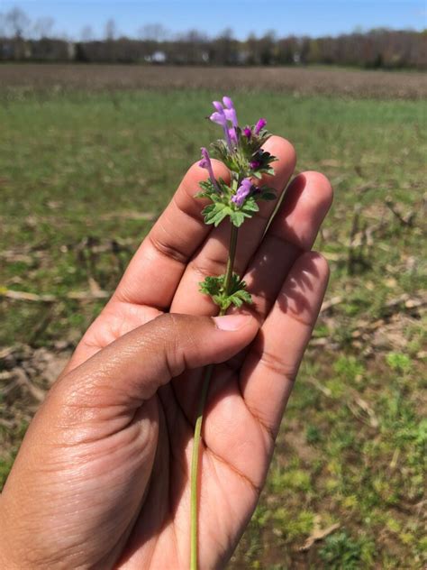 Henbit Rutgers Cooperative Extension Of Burlington County