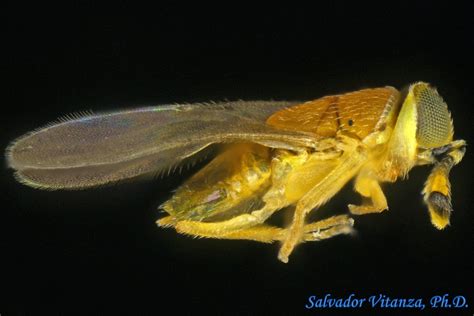 Hymenoptera Encyrtidae Metaphycus Encyrtids Female B Urban Programs El Paso County