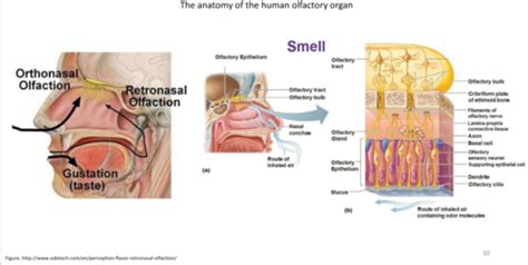 Olfaction And Chemosensation Flashcards Quizlet