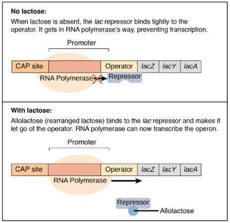 1 In Evolutionary Psychology Ep What Is Genetically Coded Behavior No Psychological