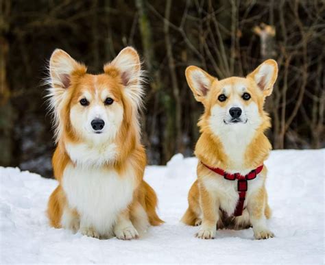 What Is A Fluffy Corgi Myfavcorgi
