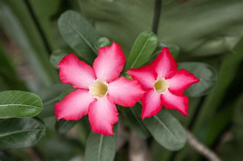 녹색 잎에 피는 아데늄 Obesum 꽃은 흐릿한 녹색 잎 배경 사막 장미라고도 합니다 사막에 대한 스톡 사진 및 기타 이미지