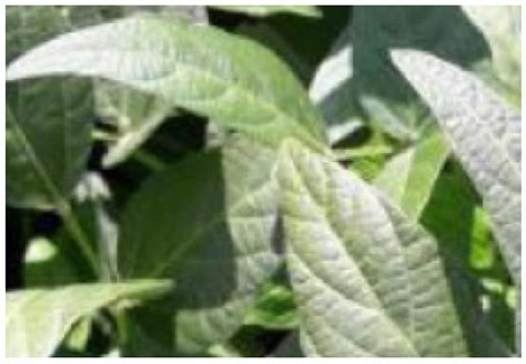 Agrinas Neural Architecture Search With Adaptive Convolution And Spatial Time Augmentation