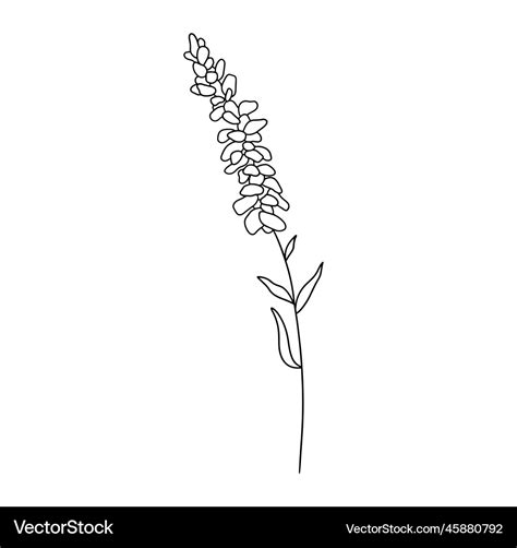 Hand Drawn Flower Lavender Outline Royalty Free Vector Image