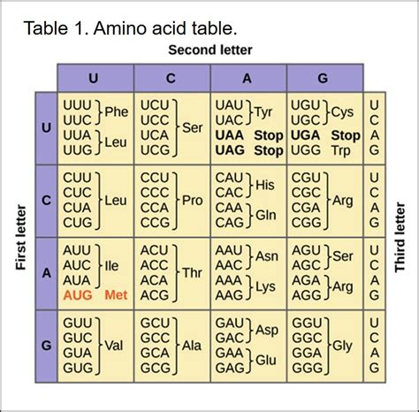 solved the amino acid sequence encoded by 5 atg gtc act tag