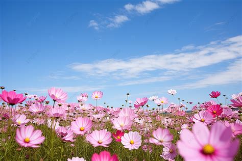푸른 하늘에 분홍빛 코스모스 꽃밭 가을 구름 꽃 배경 일러스트 및 사진 무료 다운로드 Pngtree