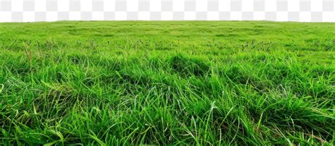 Soil PNG Images Free Photos PNG Stickers Wallpapers Backgrounds Rawpixel