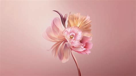 Flowers Desktop 4k Wallpapers Wallpaper Cave