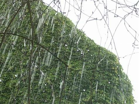 How Trees Prevent Flooding Bite Sized Gardening