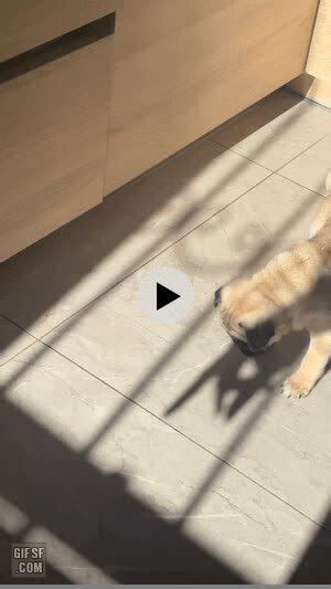 그림자와놀개 유머 움짤 이슈 에펨코리아