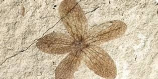 Fossils Flashcards Quizlet