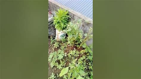 Njagale Cheriya Krishi Athil Cheriya Thanni Mathan Youtube