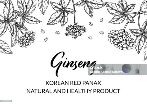 인삼 수평 디자인 스케치 스타일로 손으로 그린 식물 벡터 일러스트레이션 포장 라벨 배지에 사용할 수 있습니다 한방 의학 배경 한약에 대한 스톡 벡터 아트 및 기타 이미지