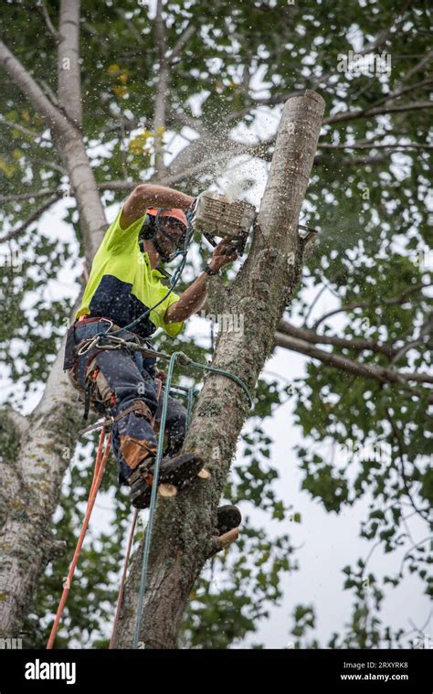 Arborist Tree Surgeon Roped Into A Tree Cutting A Branch With A Chainsaw Stock Photo Alamy