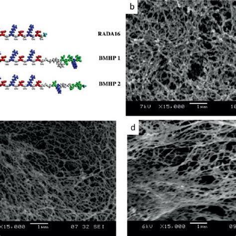 Scheme 2 Distinctive Stem Cell Niche Structure And Function Stem
