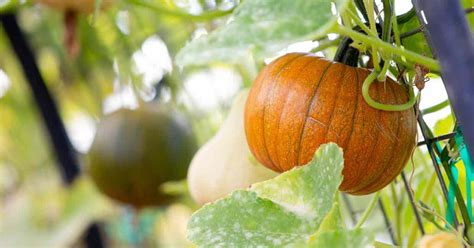 Can Pumpkins Grow Vertically Lets Find Out About Climbing Pumpkins