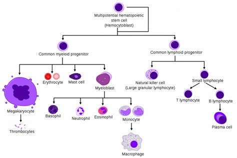 Platelet Structure Diagram