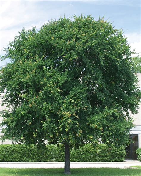 Cedar Elm Heritage Tree Care Central Texas Arborist Services